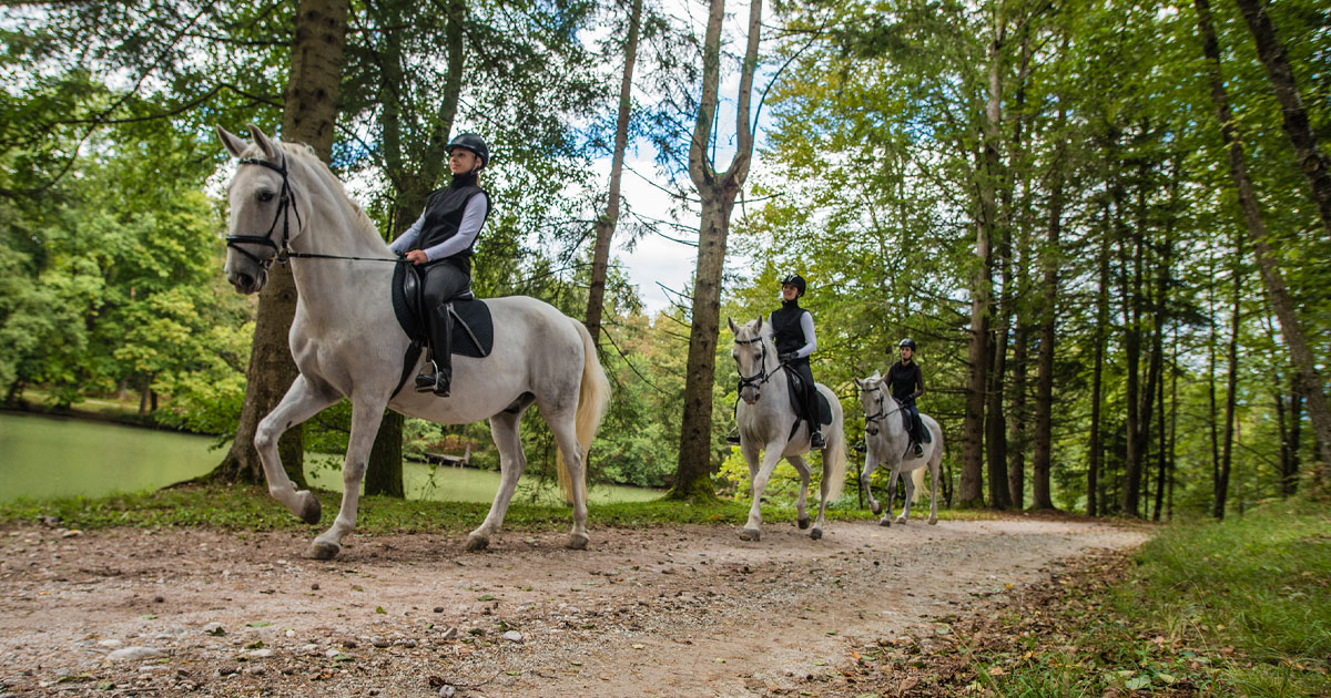 Entente de principe adoptée chez Cheval Québec – Centrale des syndicats ...